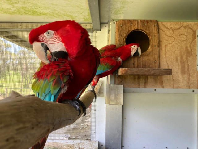 Macaws for sale | Birds | Gumtree Australia Mackay City - Mackay ...