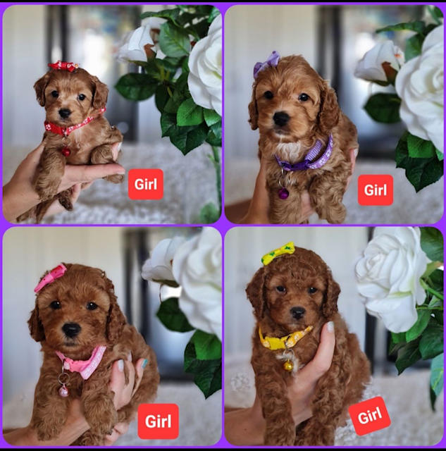 🐶Red Cavoodle Puppies-DNA cleared -Ready for Mothers Day! | Dogs ...
