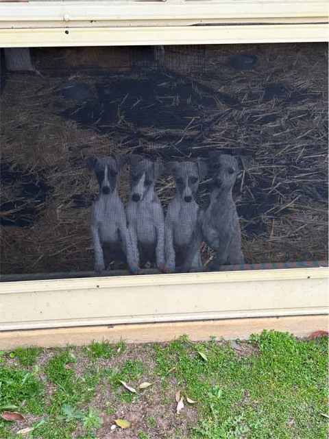 Pure Breed Whippet Puppies | Dogs & Puppies | Gumtree Australia ...