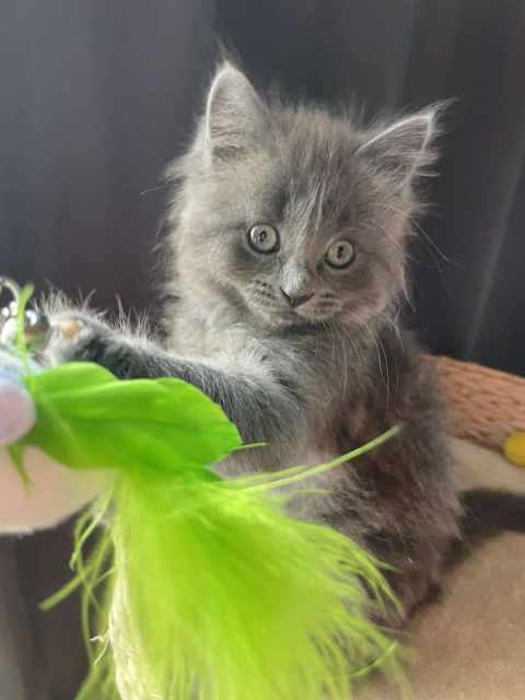 PURE BRED RAGDOLL KITTENS | Cats & Kittens | Gumtree Australia Cooma ...