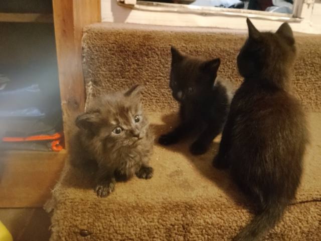 ragdoll cross Bengal and blue Russian and maine-coone | Cats & Kittens ...