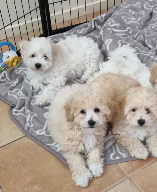 Bichon Frise x Toy Poodle Bichoodle 3 Boys available now | Dogs ...