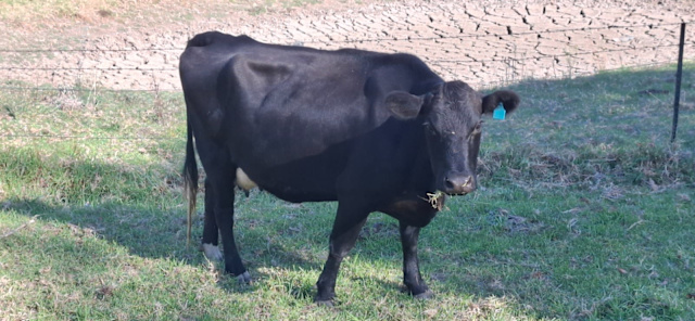 4 Angus cross cows with calves at foot (6 months) plus 2 Angus x cows ...