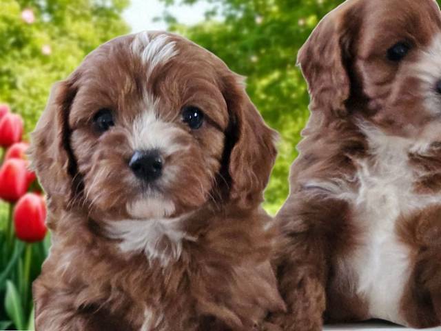Cavoodle Puppys First Generation | Dogs & Puppies | Gumtree Australia ...