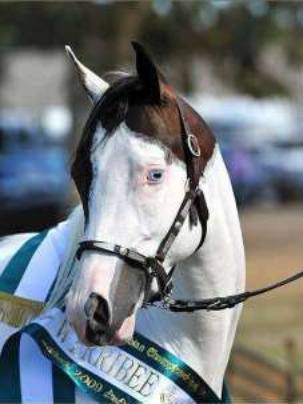 Multi Champion registered Pinto Quarab gelding | Horses & Ponies ...