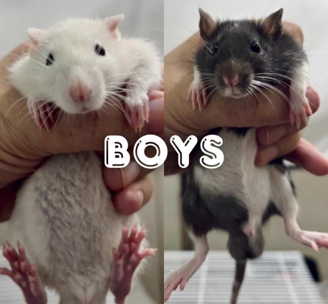 🐀 Friendly sweet baby boy rats available | Other Pets | Gumtree ...