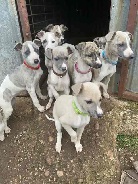 Pure bred Whippet puppies | Dogs & Puppies | Gumtree Australia Hepburn ...