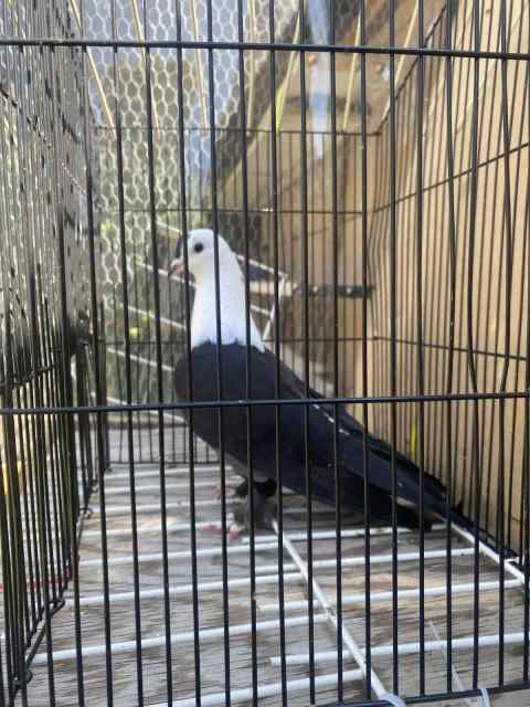 For sale 25$ | Birds | Gumtree Australia Liverpool Area - Liverpool ...
