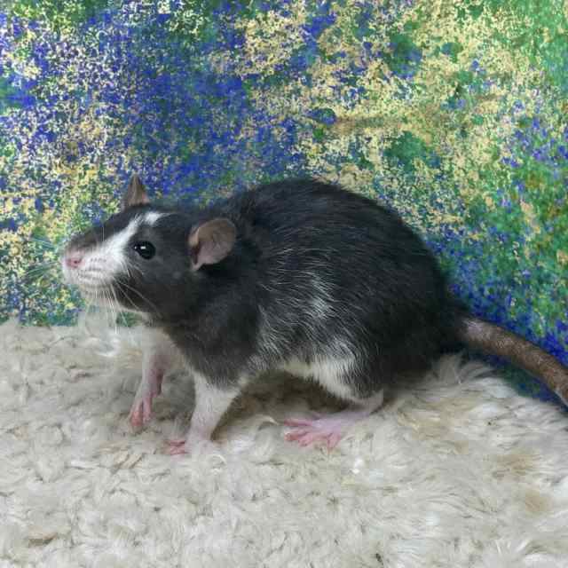 Healthy & Friendly Pet Rats from Ethical Breeder | Other Pets | Gumtree ...