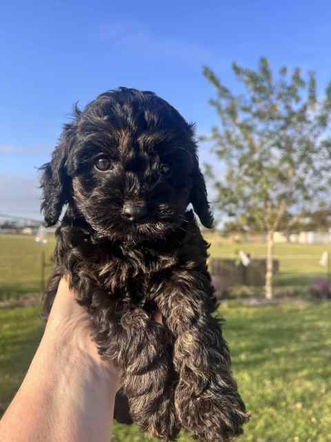 1st generation cavoodle 2 puppies ready for new homes now! | Dogs ...