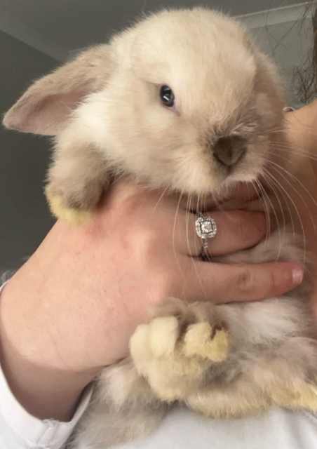Pure bred Mini lop rabbits | Rabbits | Gumtree Australia Melton Area ...