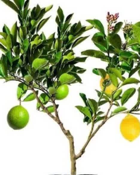 2 Way Lemon/Lime ( Meyer + Tahitian) 8 L pot Double Grafted - Plants in ...