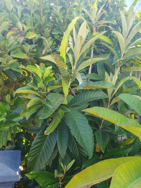 Loquat Tree Trees Healthy - Plants in Success WA | Gumtree Australia
