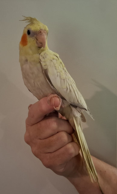 Handraised Tame Pet Cockatiels | Birds | Gumtree Australia Noosa Area ...