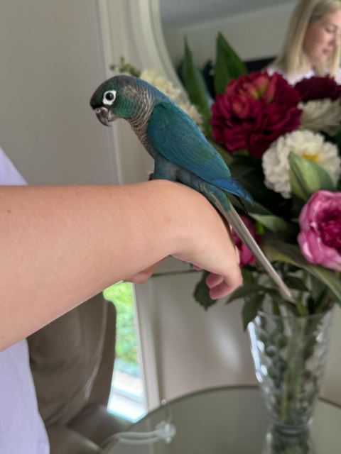 CONURE SINGLE FACTOR VIOLET | Birds | Gumtree Australia Frankston Area ...
