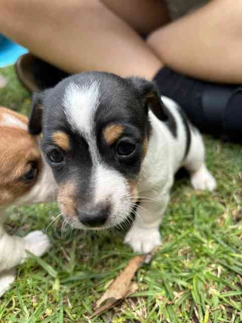 Most Gorgeous Miniature Foxies at Perfect Price!! | Dogs & Puppies ...