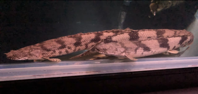 Large female tiger bichir | Fish | Gumtree Australia Wyndham Area ...