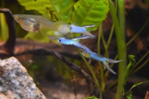 Endlers livebearers / Endler guppies 🐟 Multiple types! | Fish | Gumtree ...