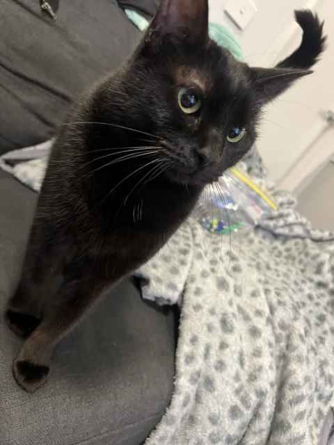 Cats for sale | Cats & Kittens | Gumtree Australia Fairfield Area ...