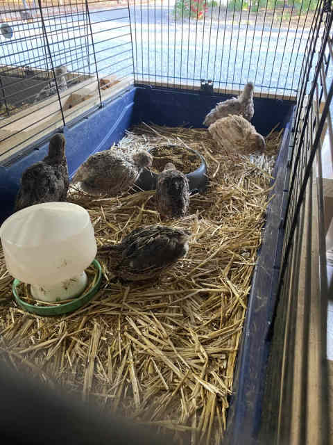 Fertile Japanese x Goliath quail eggs | Birds | Gumtree Australia ...