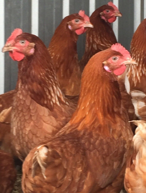 ISA BROWN Pullets @ Point of LAY Hens Vaccinated | Livestock | Gumtree ...
