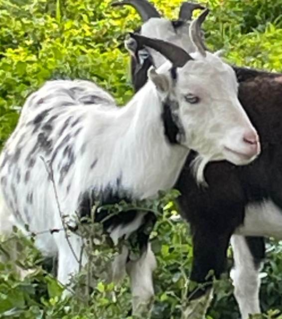 Miniature Goats - pixie and elf/gopher ears | Livestock | Gumtree ...