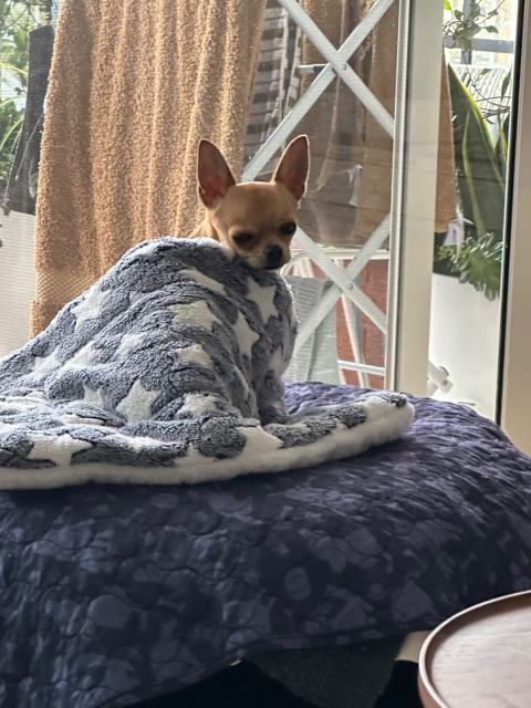 Purebred Chihuahua | Dogs & Puppies | Gumtree Australia Eastern Suburbs ...