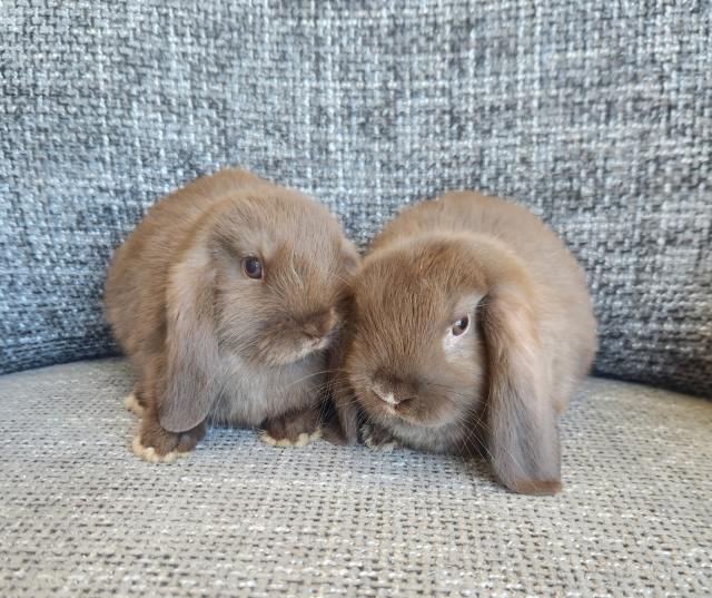 Beautiful chocolate mini lop babies | Rabbits | Gumtree Australia ...
