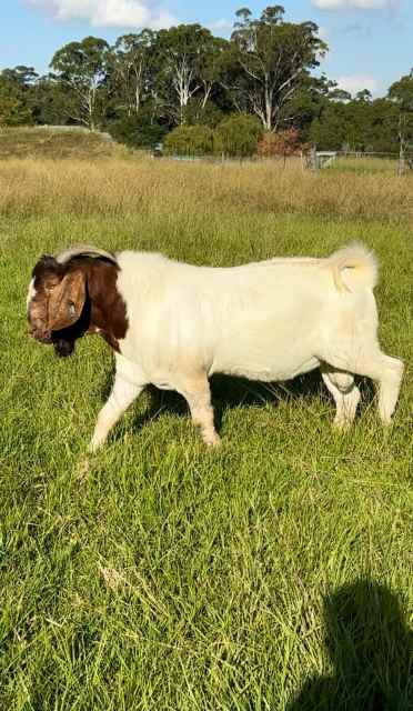 Fullblood Boer goat buckling | Livestock | Gumtree Australia Hawkesbury ...
