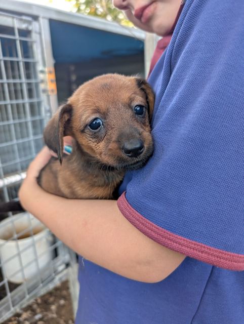 miniature dachshunds male/female | Dogs & Puppies | Gumtree Australia ...