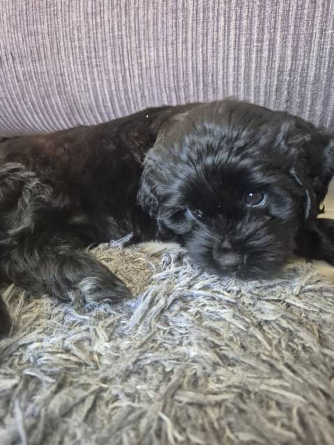 F2 Black Cavoodle | Dogs & Puppies | Gumtree Australia Pine Rivers Area ...