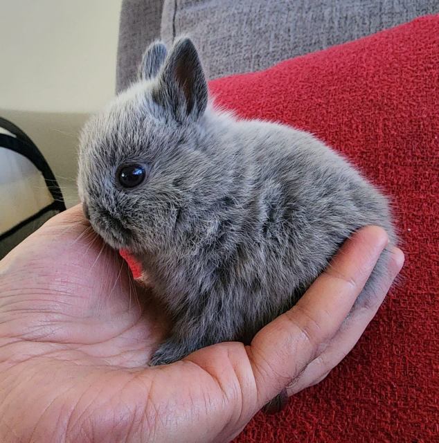 SOLD Netherland Dwarf Bunnies | Rabbits | Gumtree Australia Yarra ...