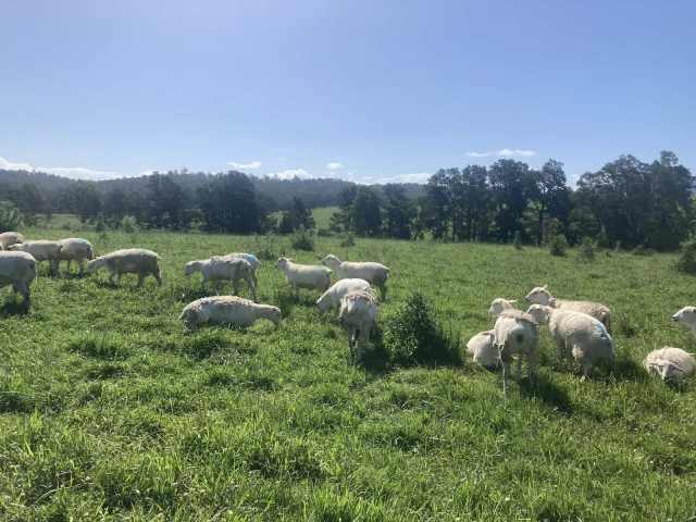 Aussie White Ewe lambs - 12 months old pregnant or lamb at foot ...