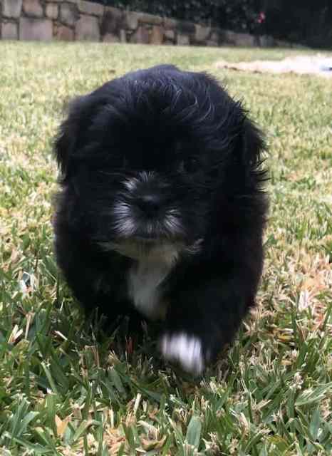 3 Maltese x Shih Tzu puppies. In Parkes, NSW Friday, Saturday | Dogs ...