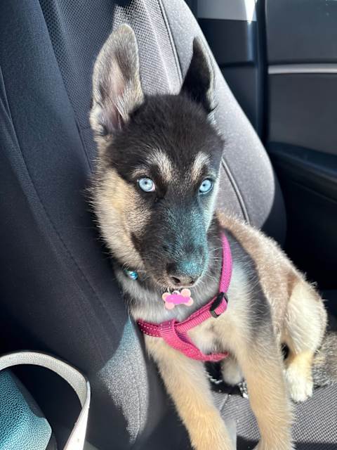 shepsky husky German shepherd puppy female blue eyes | Dogs & Puppies ...