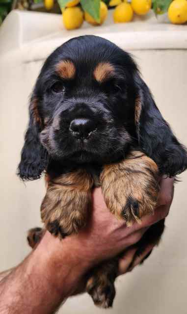 Cocker Spaniel Puppies 3 Girls 1 Boy - Ready in August | Dogs & Puppies ...