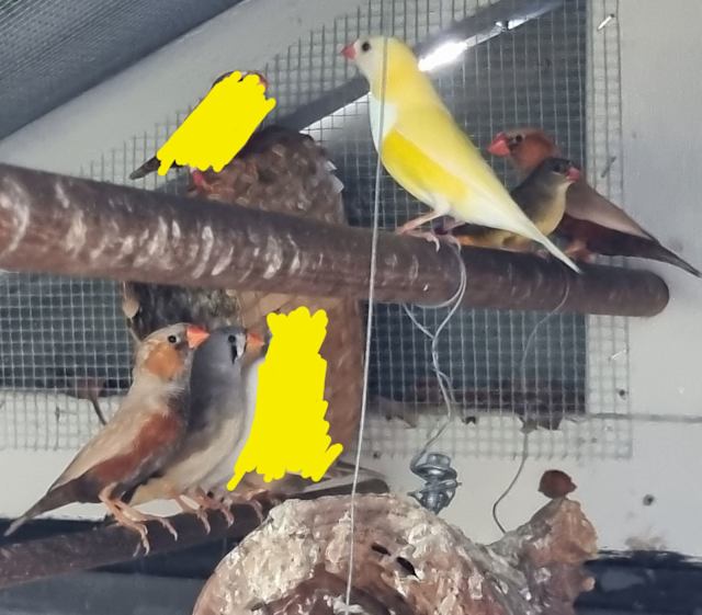Finches, zeb, gouldian, orange breast | Birds | Gumtree Australia Noosa ...