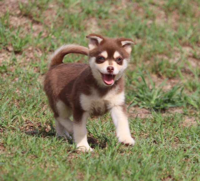 Pomsky male Ready now MINI HUSKY | Dogs & Puppies | Gumtree Australia ...