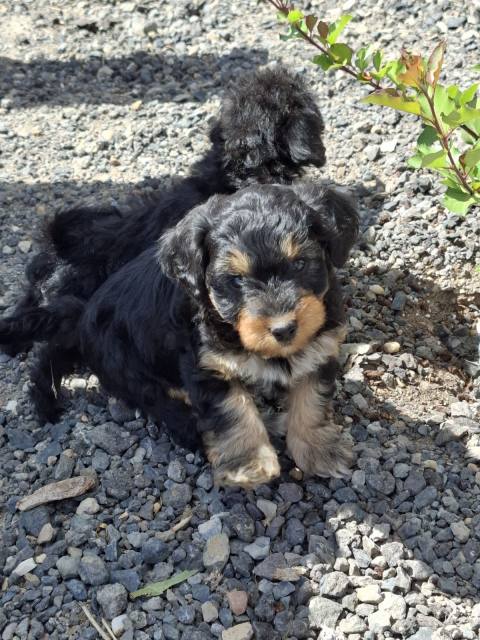 Jackapoo | Dogs & Puppies | Gumtree Australia Moorabool Area - Myrniong ...