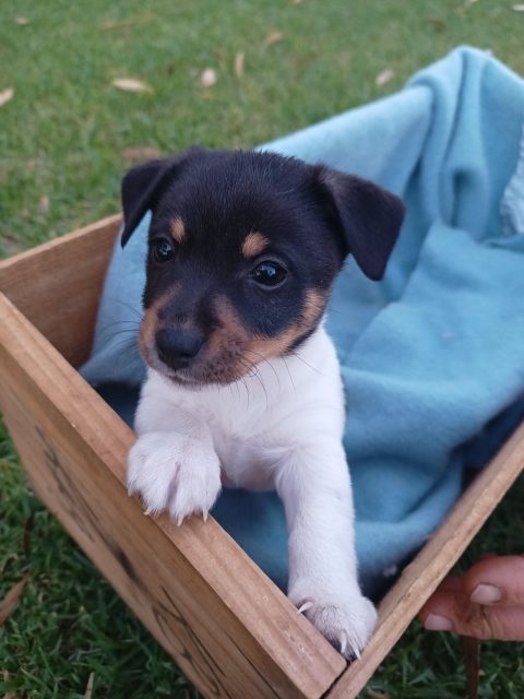 Mini Fox Terrier x Jack Russell puppies | Dogs & Puppies | Gumtree ...