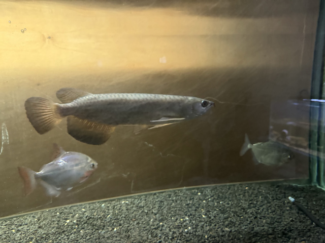 Saratoga plus other large Fish | Fish | Gumtree Australia Toowoomba ...