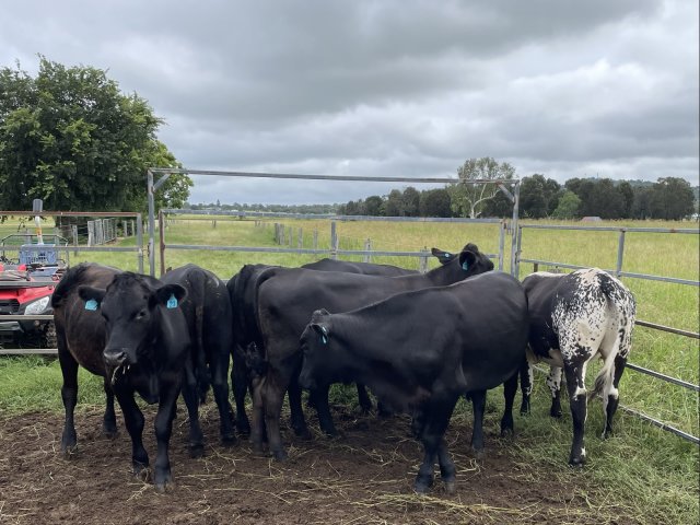 Angus & Speckle Park Steers | Livestock | Gumtree Australia Lockyer ...