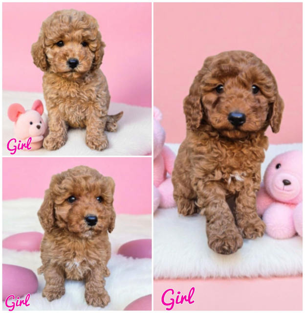 3 Girls ~ STUNNING RUBY TOY CAVOODLE PUPPIES! Ready now! | Dogs ...