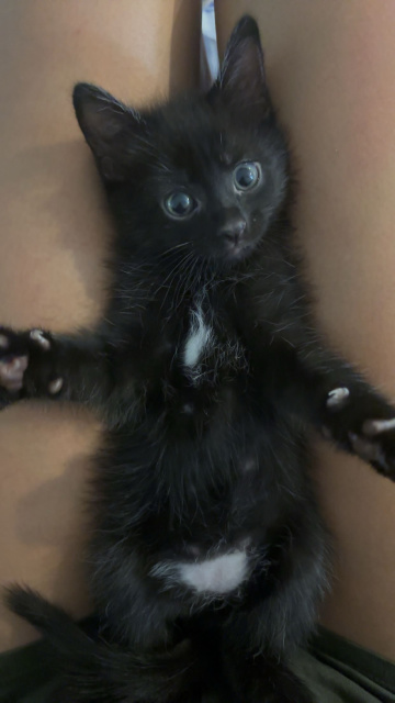 Ragdoll x Siamese x Burmese Kittens. $150 each | Cats & Kittens ...