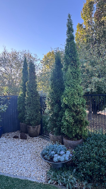 Thuja trees in beautiful concrete pots. - Plants in Nicholls ACT ...