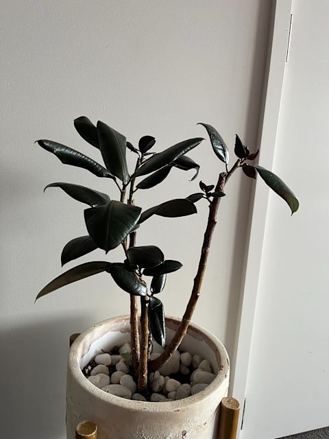 India rubber plant with pot and stand - Plants in Canberra City ACT ...