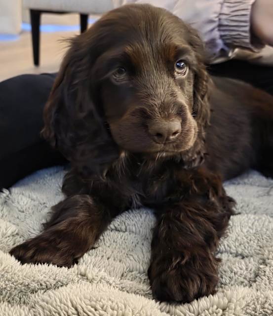 Pure breed English cocker spaniel puppy - puppy starter kit included ...