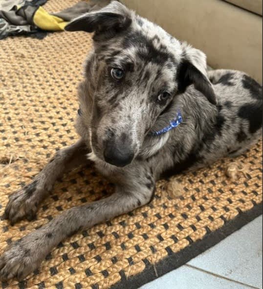 Beautiful Border Collie / Kelpie Male Blue Merle | Dogs & Puppies ...