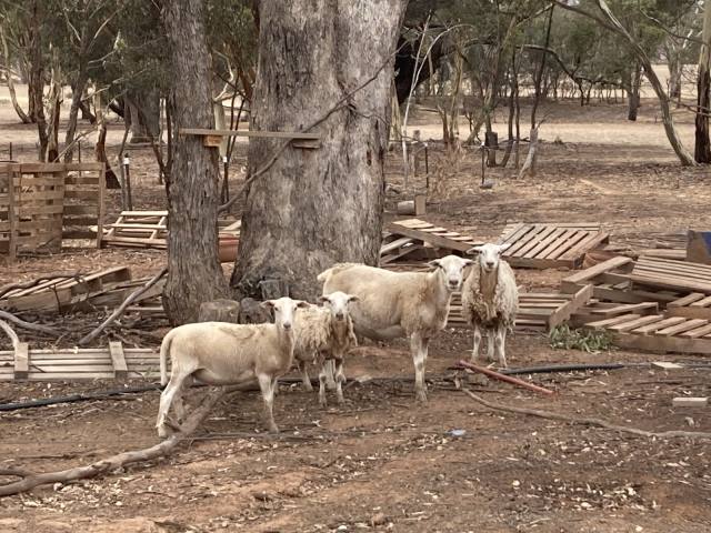 Sheep Aussie white ram and ewes dorper ram | Livestock | Gumtree ...
