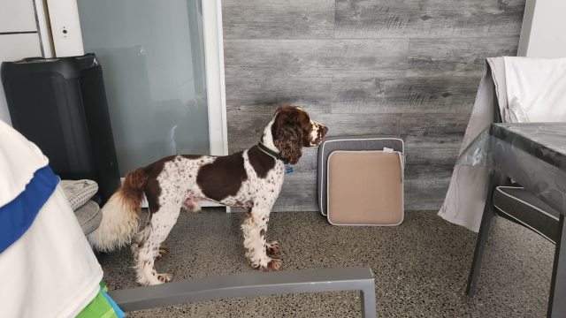 Pure bred Springer spaniel puppies | Dogs & Puppies | Gumtree Australia ...